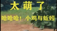 动画片蚯蚓和小鸡的故事, 萌萌哒[亲亲]