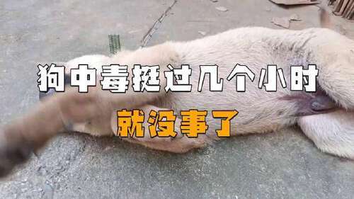 狗狗中毒后几小时是黄金抢救期!错过可能致命