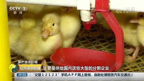 [经济信息联播]原产地访价格 安徽蒙城:肉鸭“吃香” 量增价稳