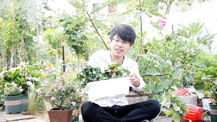 花盆撒点茶枯,可以代替农药,杀虫又杀菌、健康又环保