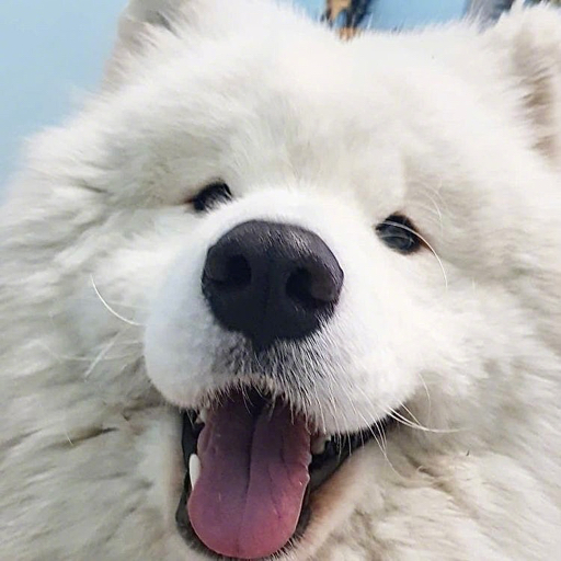 Emily_大头爱米粒 