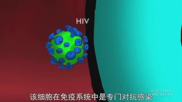 科普-为什么HIV病毒很难被杀死?