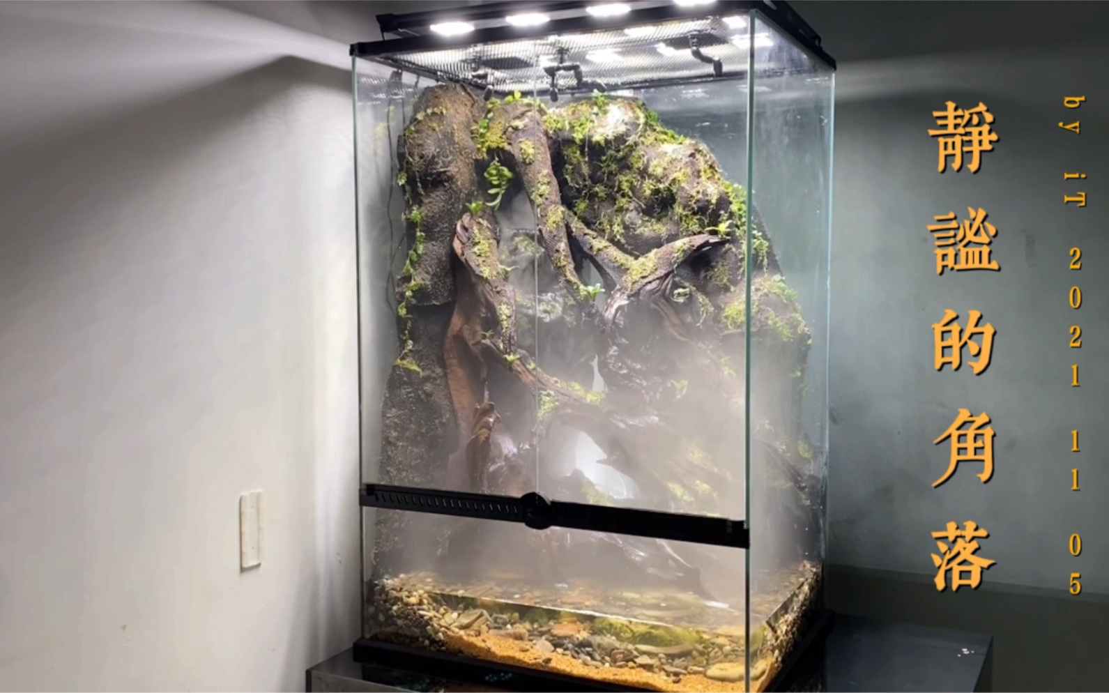 静谧的角落 雨林缸造景 水陆缸 原生缸 生态缸