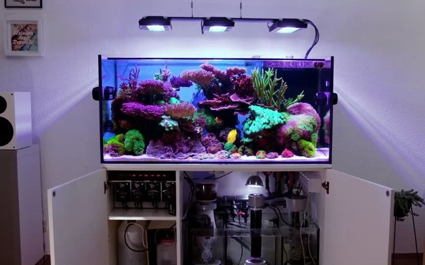 【大师级生态缸】全网最全系列 高科技海洋生态缸内部展示 新手初级...