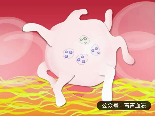 血小板的粘附与聚集—中文配音无字幕版