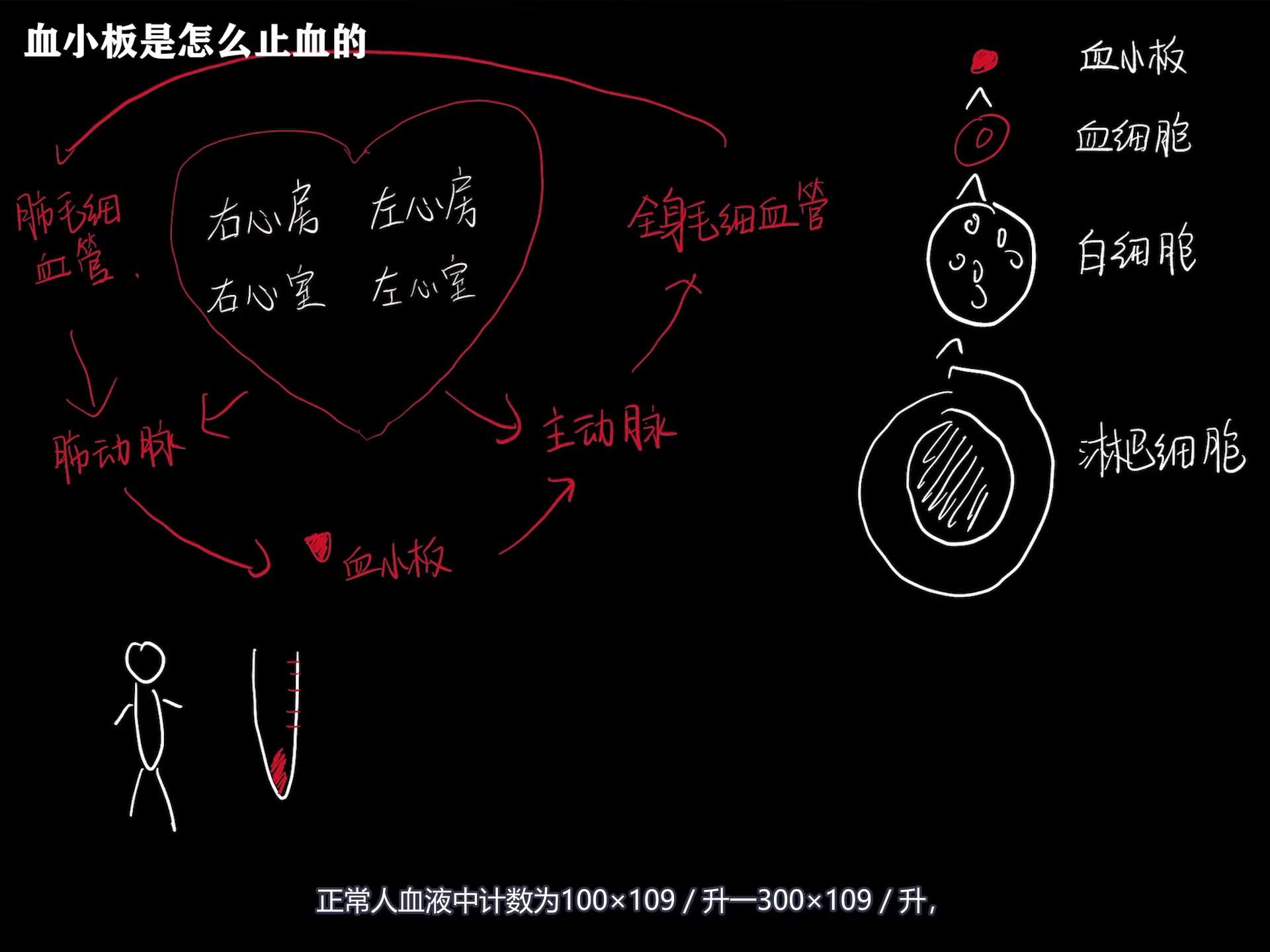 【微课】血小板是如何止血的