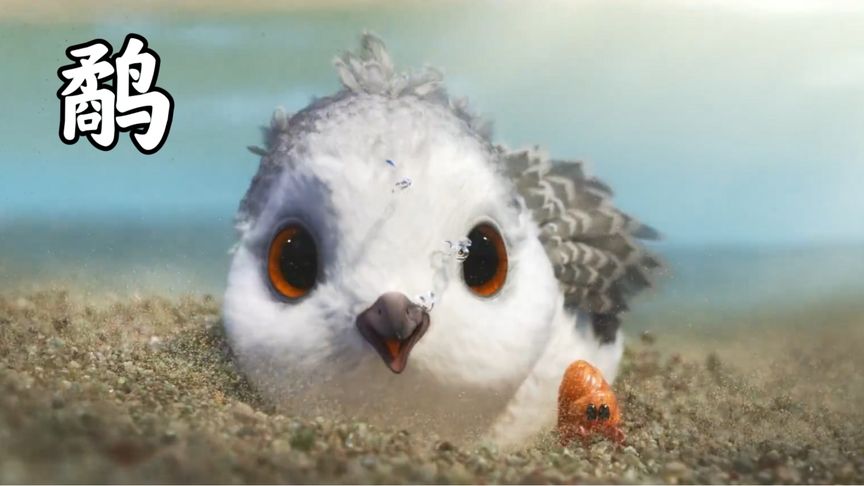 奥斯卡最佳动画短片《鹬》太可爱了,搁谁看了都得被治愈