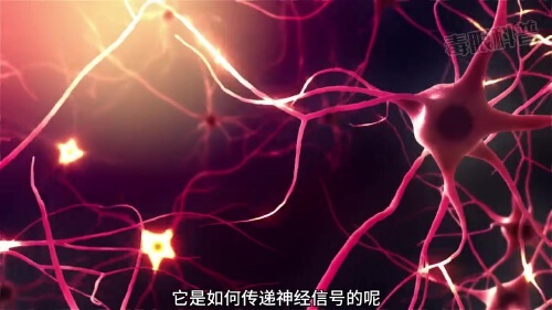 神经元细胞是如何传递神经信号的呢?