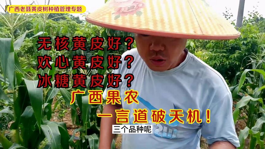 黄皮果什么品种最好?听听广西果农怎么评价目前的黄皮果!
