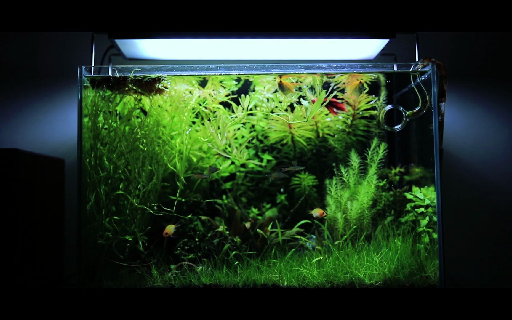 一个水草缸让我将大自然搬回了家里,好神奇的感觉,挪不开眼睛,沉迷不...