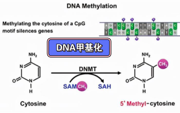 生物学基因科普——表观遗传学(DNA甲基化)