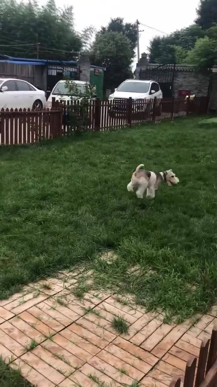 夏天太热,带狗子来游泳啦!