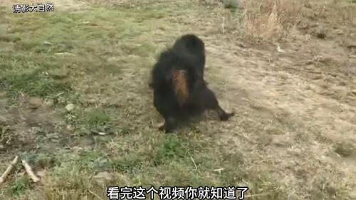 比特犬对战藏獒
