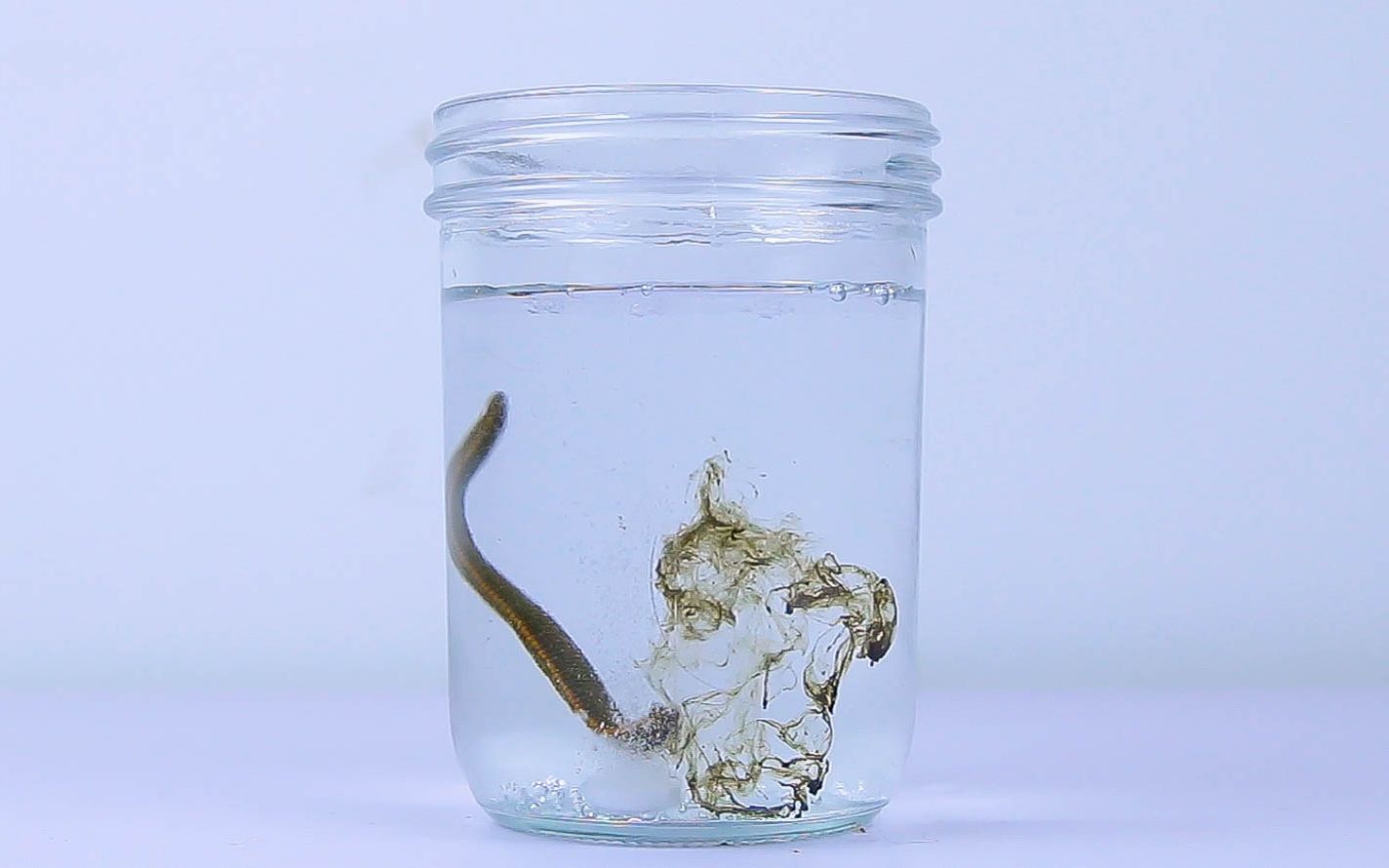 当水蛭遇到了84消毒液泡腾片,竟然吐出了一副水墨画!