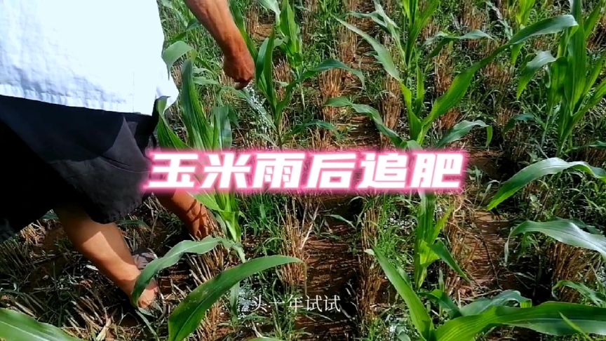 雨后玉米施肥,网购的尿素价格便宜颗粒也大,不知道效果怎么样?