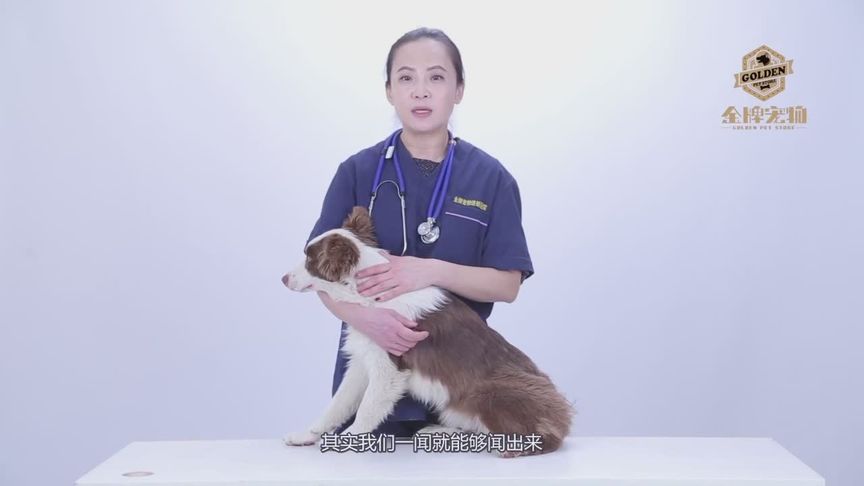 养狗必看!狗狗的细小病毒知识,一起科学养狗