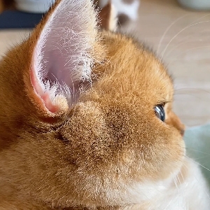 鬼马小神仙 