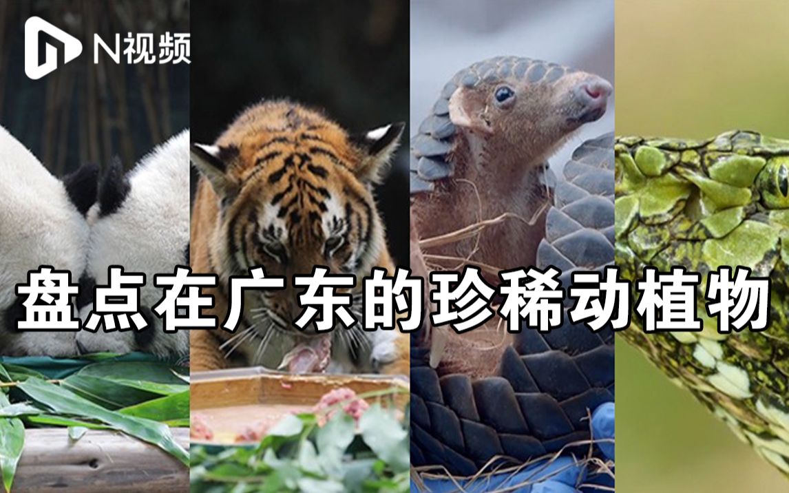 广东省自然保护地数量居全国第一,盘点在广东的珍稀动植物