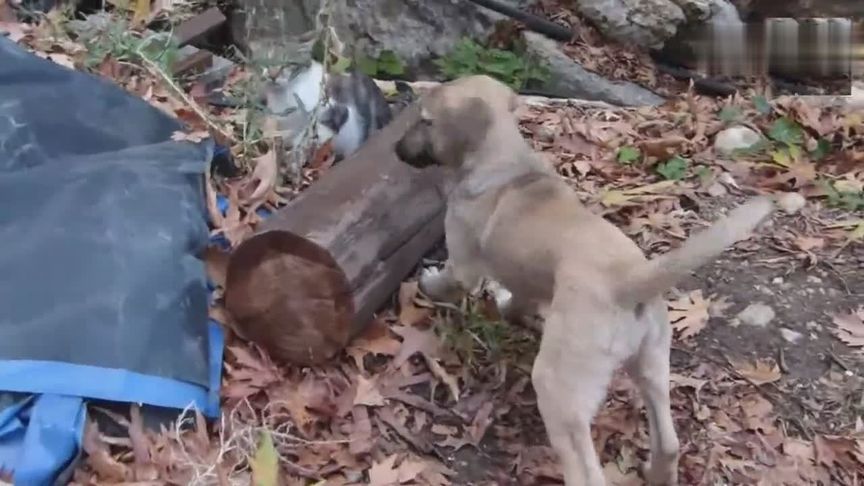 猫狗大战,狗狗被猫咪打得怀疑人生!