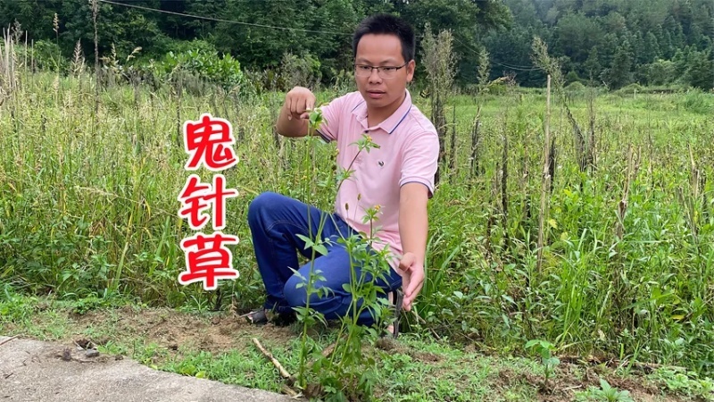 农村泛滥的鬼针草,用途强大,我也是今天才知道