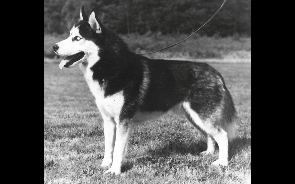 西伯利亚雪橇犬在历史上为人们做过的最伟大的事情