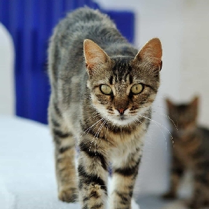 猫王电影解说呀 