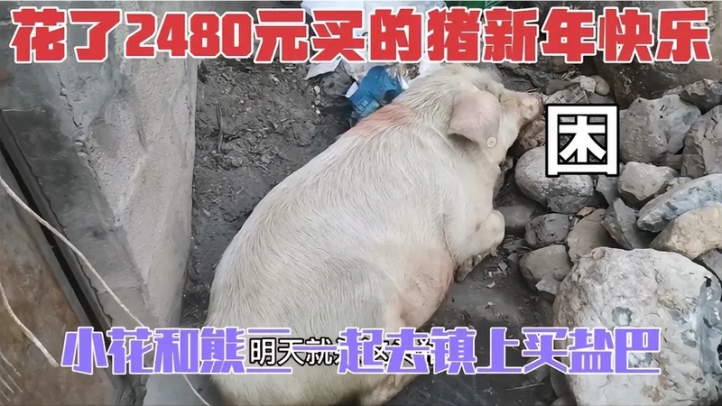 老公买了一头瘦肉猪花了2480块钱买的248斤,一斤十块钱新年快乐