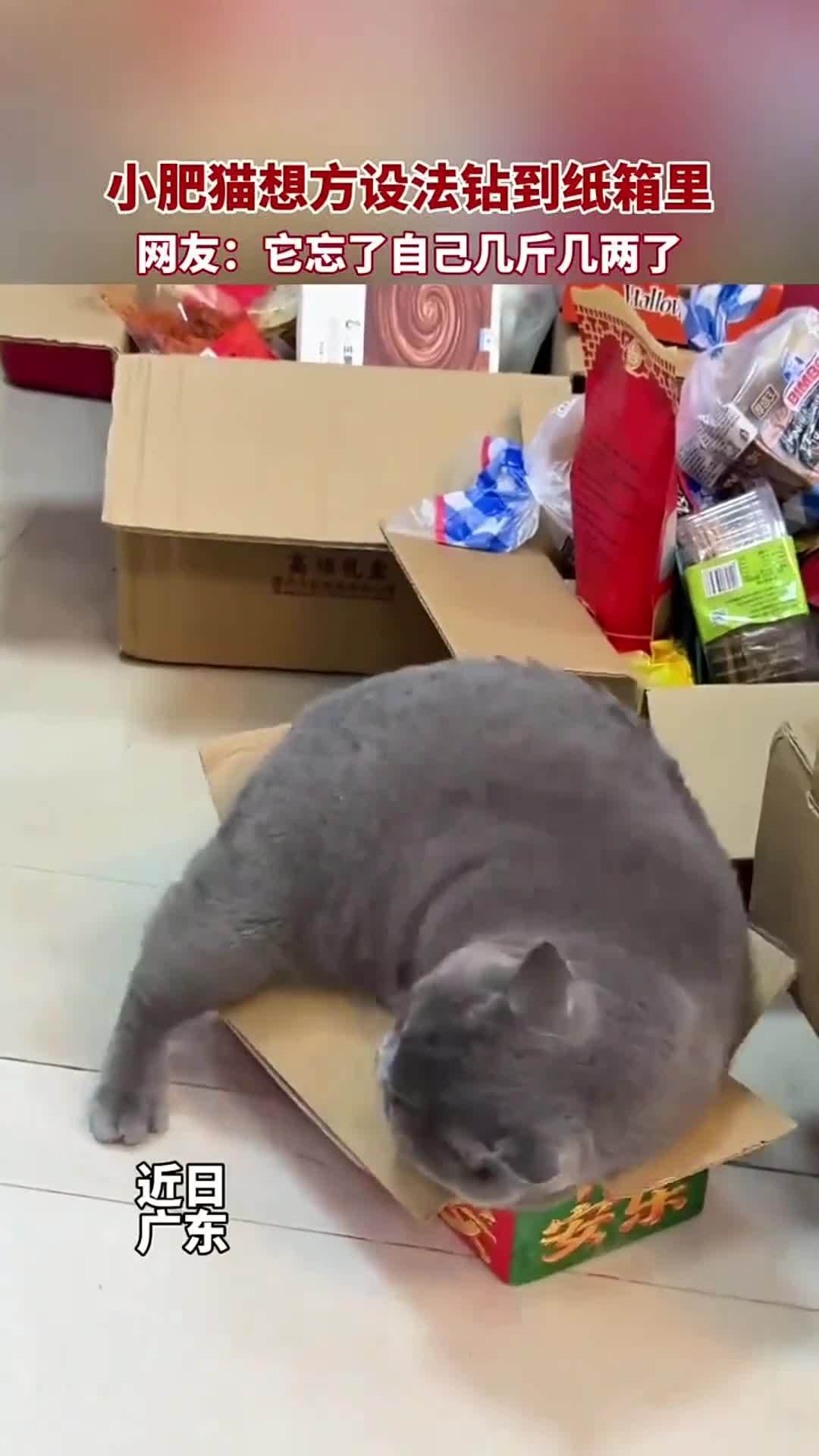 小肥猫拼命钻进纸箱,网友:这是忘了自己几斤几两?
