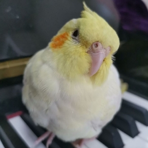 达达米斯 