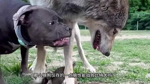 这只狼狗还能打败比特犬吗?实力对比绝了!看完你也会惊呆了,别眨眼
