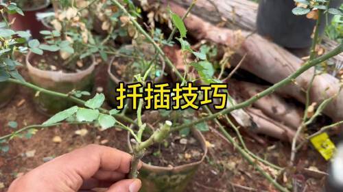 分享一个扦插成概率比较高的方法
