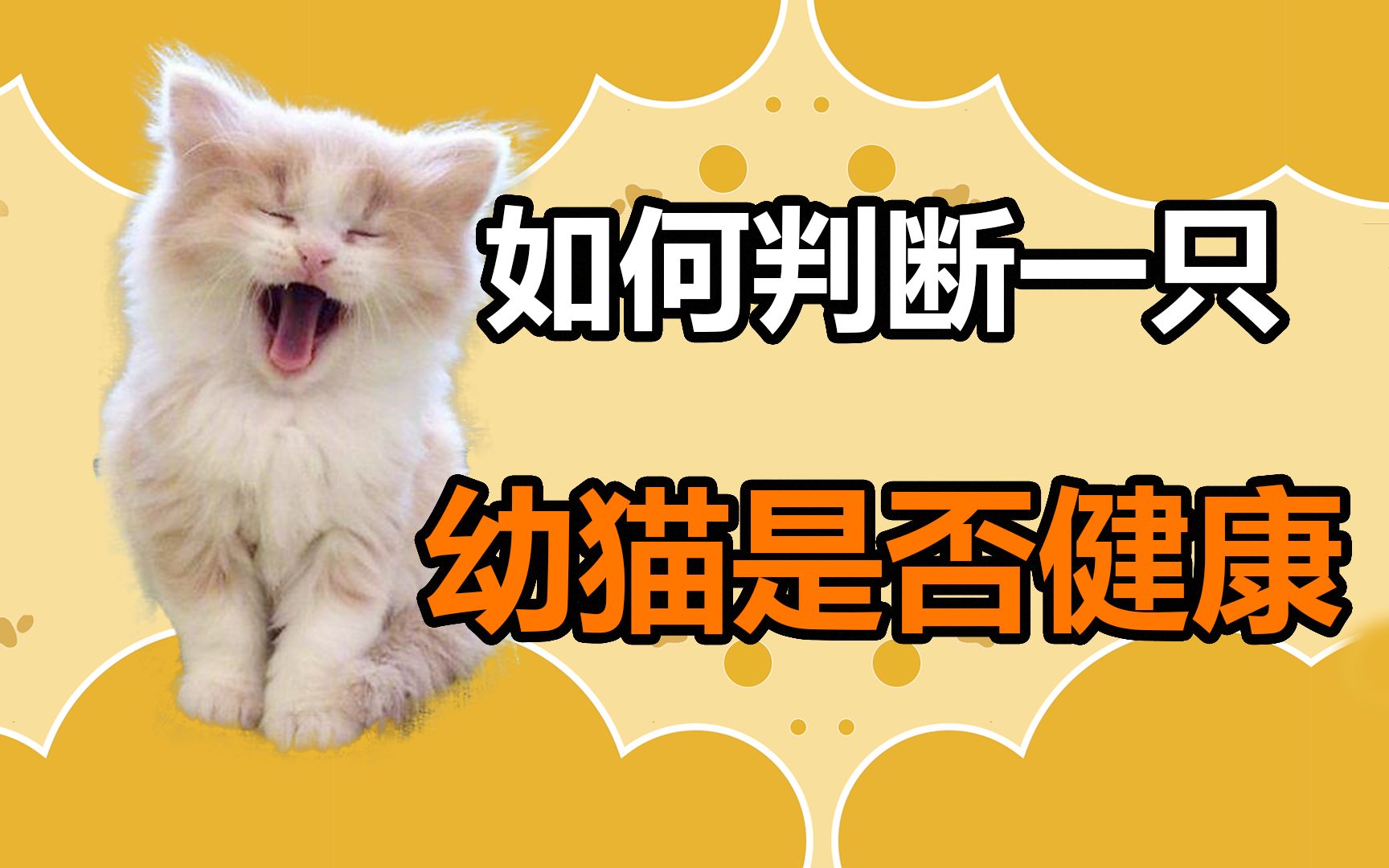 养猫必坑指南:如何判断一只幼猫是否健康
