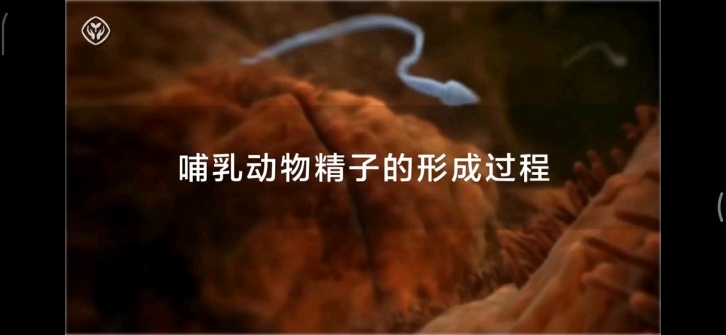 精子和卵细胞的形成过程