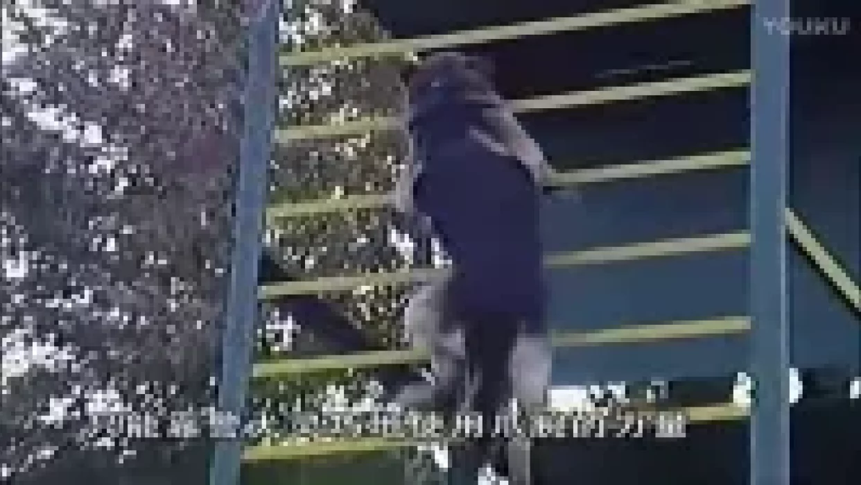 泰迪能用人的推子剃毛-教狗教程效果