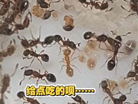 【蚂蚁观察】内斗的180种排列组合方式/交配的各种花活 记录一下目前...