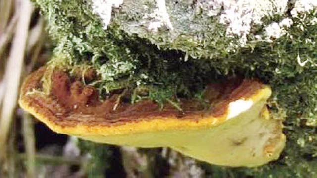 农村桑树里长出来的真菌,药用价值极高!农民抢着摘