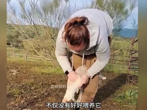 揭秘:女人为何给小羊穿羊皮?背后真相令人心酸