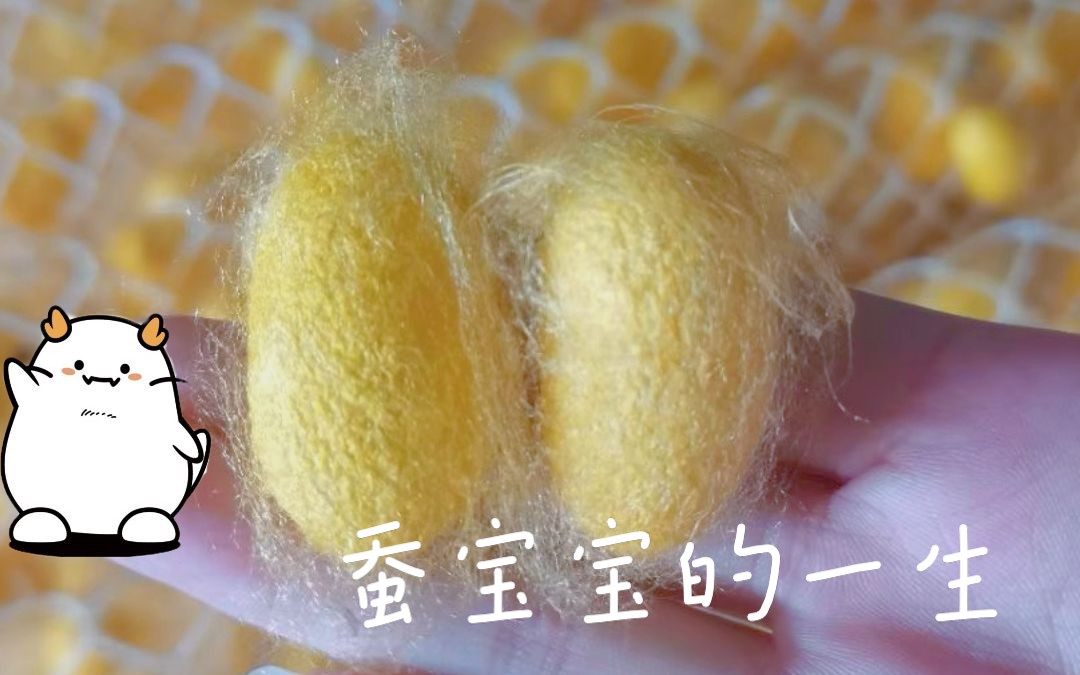 你知道蚕宝宝的一生是怎么样的吗?