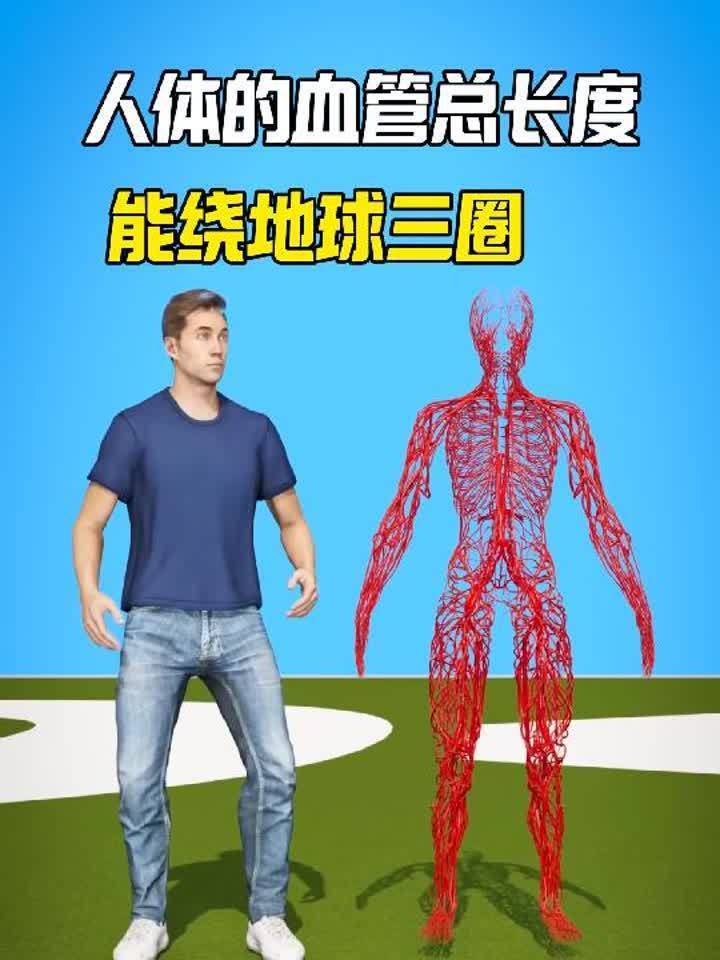 人体的血管加起来有多长,能绕地球一圈吗 一起涨知识