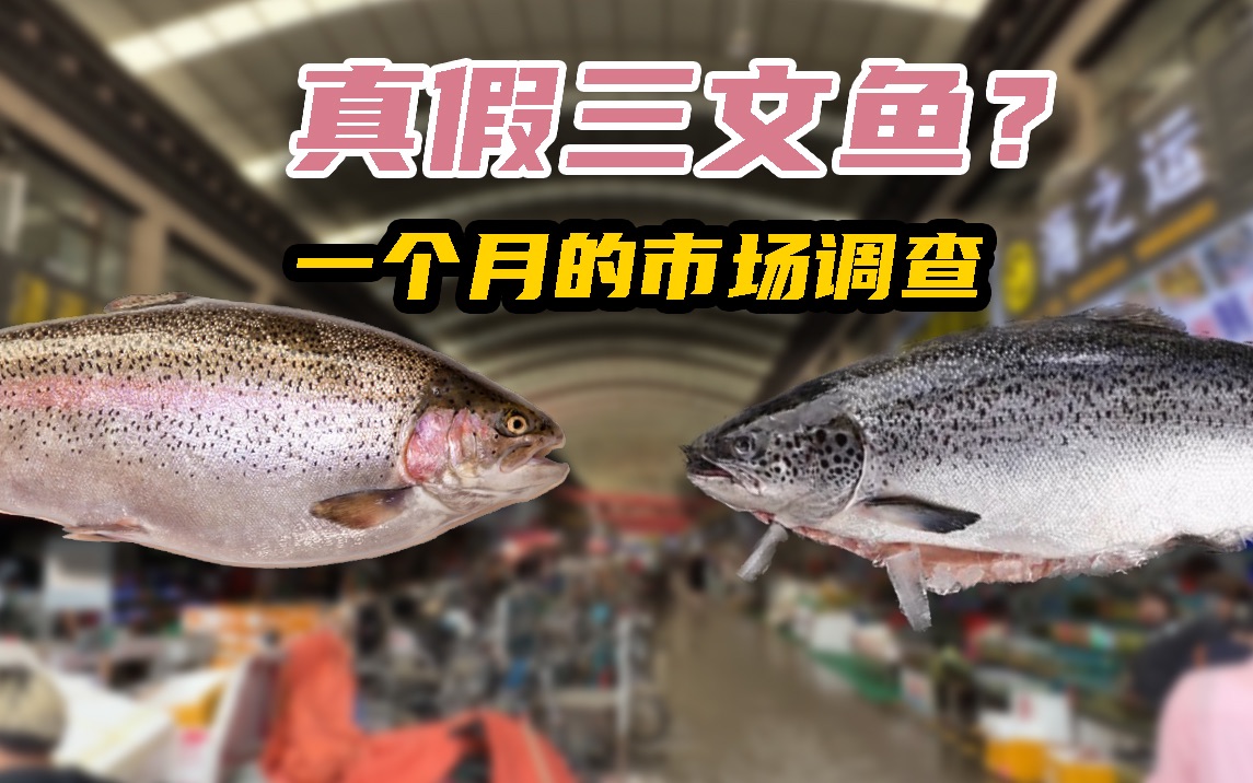 新疆真假三文鱼之争! 淡水虹鳟与大西洋鲑!