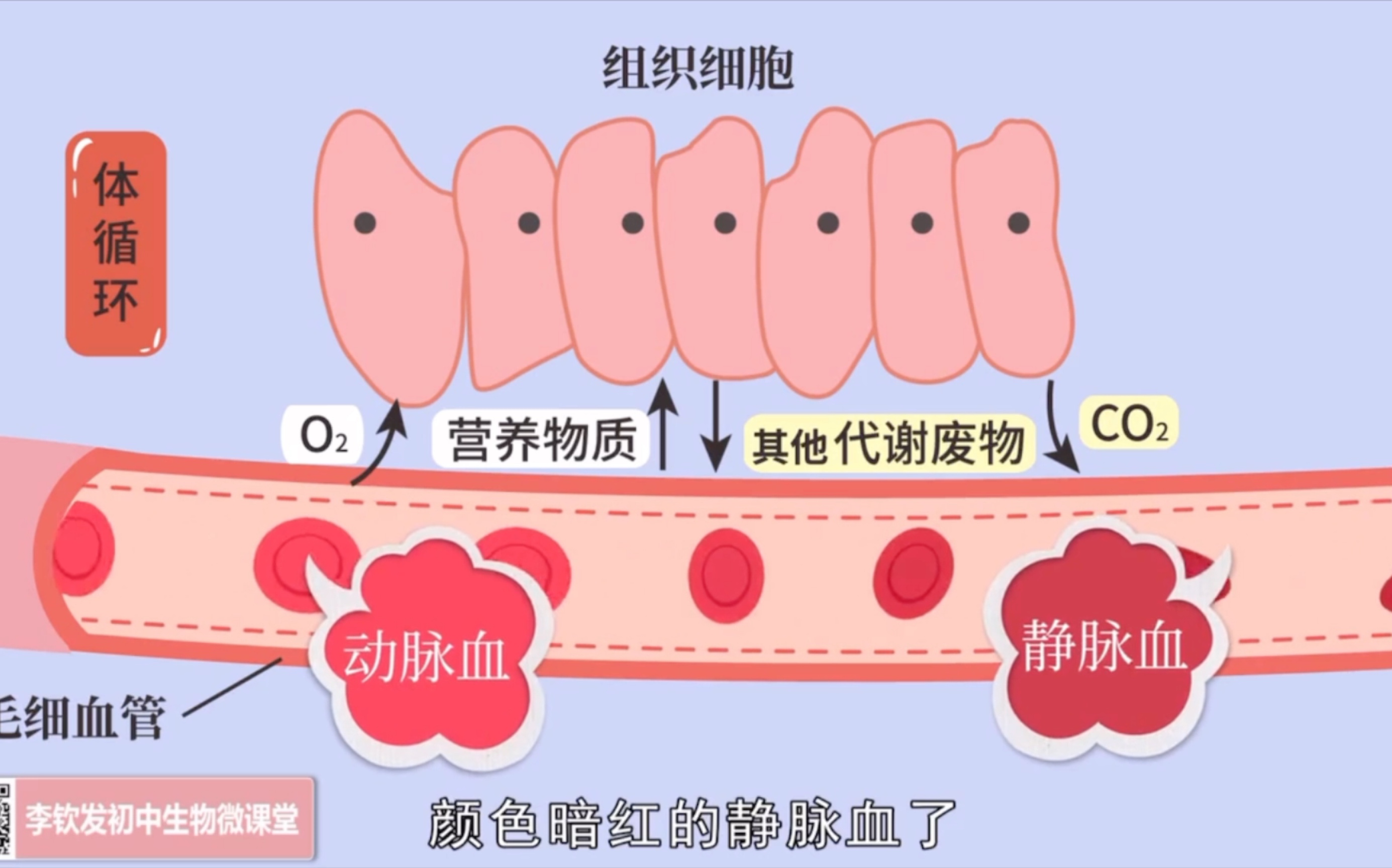 科学拓展知识——体内物质的运输——血液循环系统