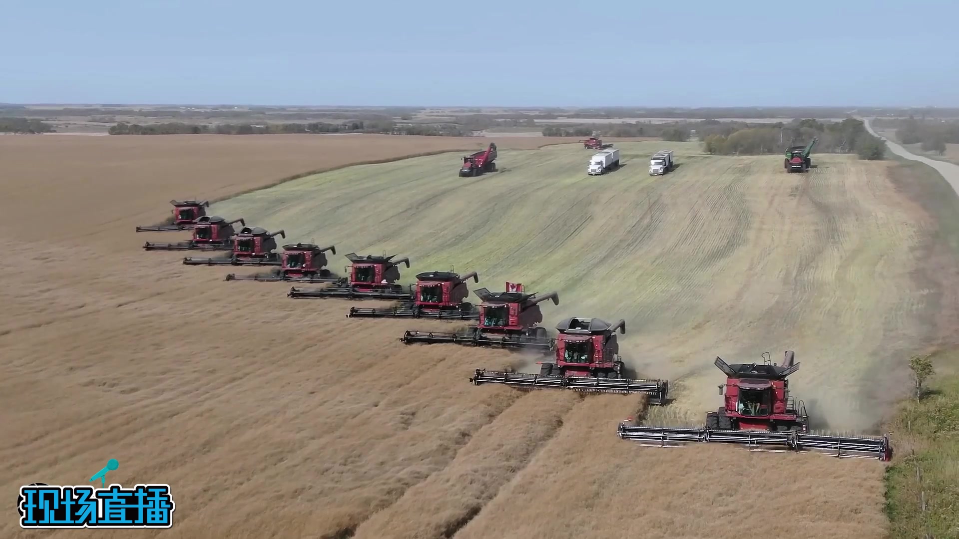 大型农场抢收万亩油菜籽的震撼场景 #农业机械 #三农 #油菜籽