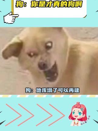 狗:你喵什么?我问你喵什么?!#狗狗#搞笑