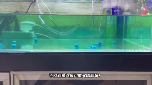 鱼都死了鱼缸要消毒吗