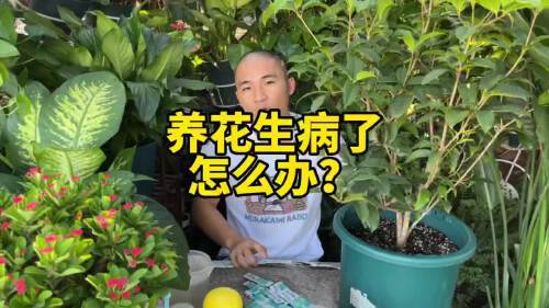 养花生病了怎么办?可以用多菌灵杀菌药很好的预防杀菌让花卉更健康...