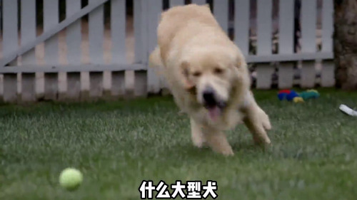 这三种大型犬绝对是个家里养,就是有点费钱,你家狗生活费多少