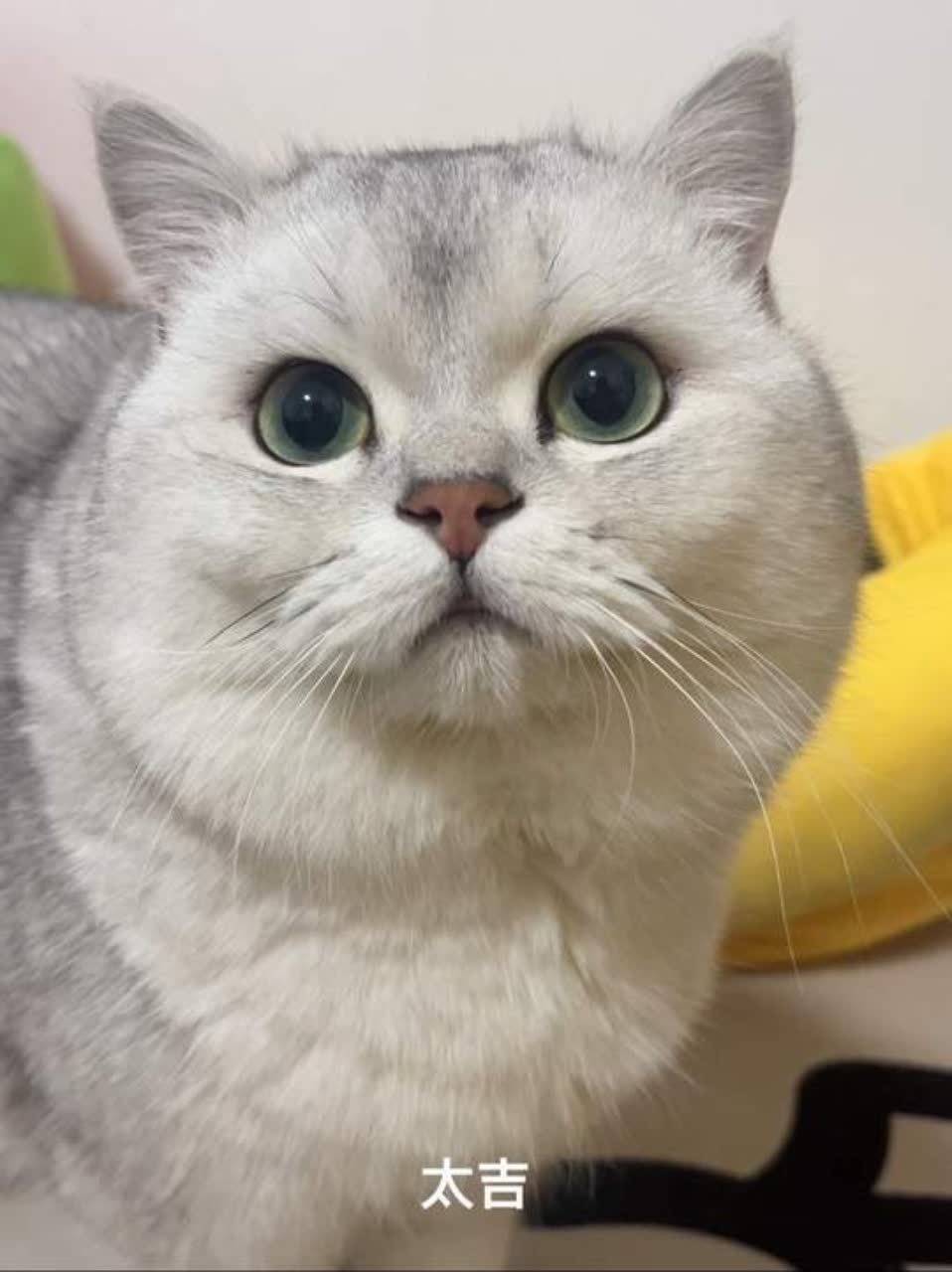 人类为什么不能和小猫统一语言