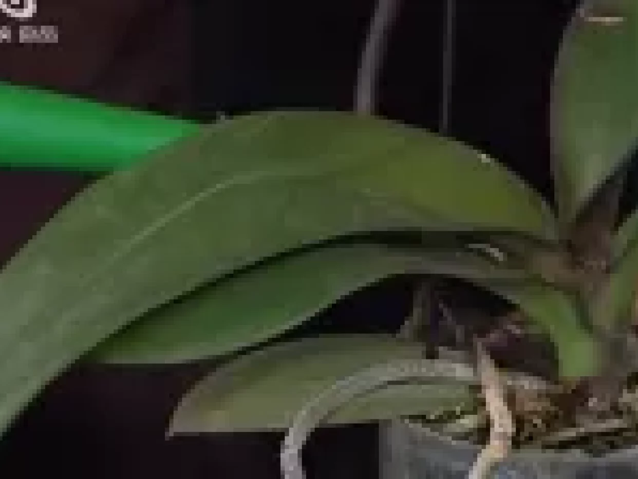 蝴蝶兰的养殖方法和注意事项