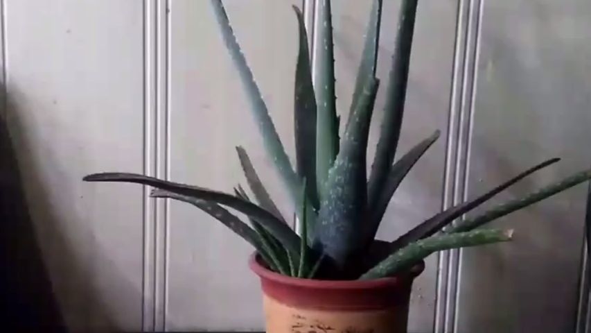芦会的功效,用新鲜芦荟来美容,会让皮肤更加光滑白嫩有光泽