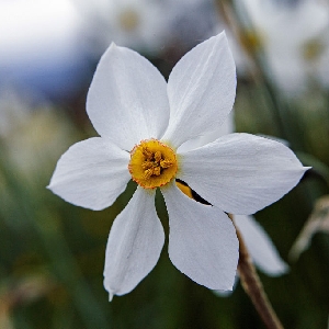 大鱼先生和木目妈妈 